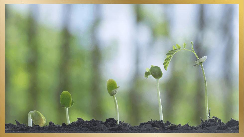 Zaadjes planten om met de stroom mee te zwemmen - Margreet Stegeman